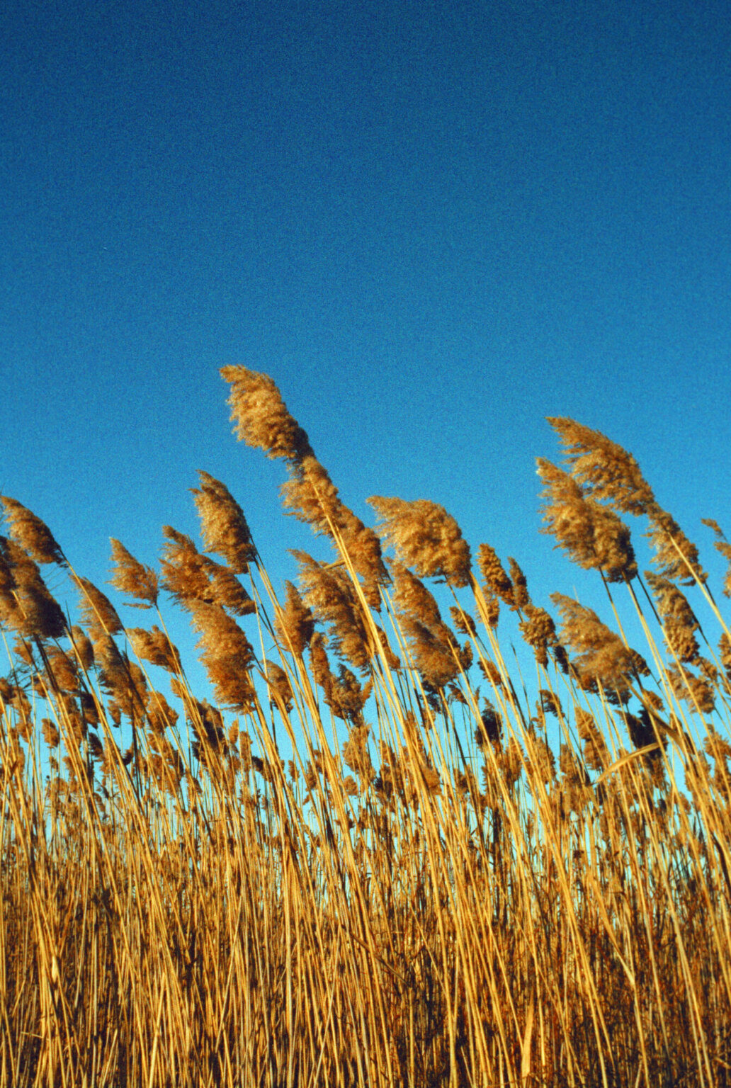 Harman Phoenix 200 | Perfect Image Camera